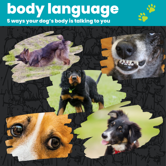 Body Language: 5 Ways Your Dog's Body is Talking to You | PetHub