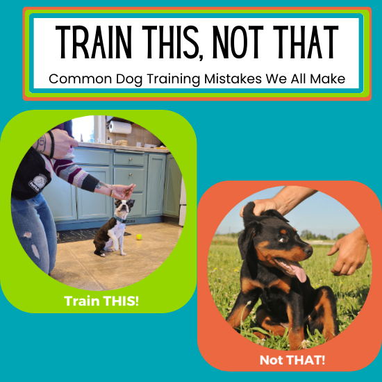 Do THIS, Not THAT: Common Dog Training Mistakes We All Make | PetHub