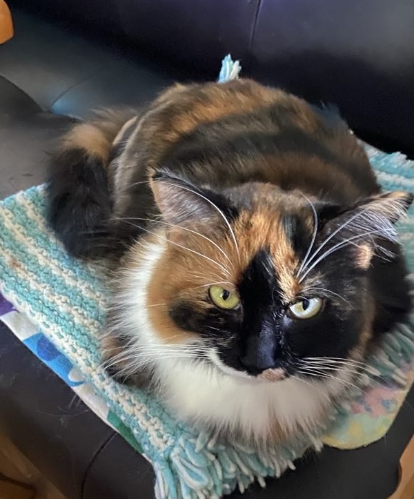 Newest Pack Members | PetHub